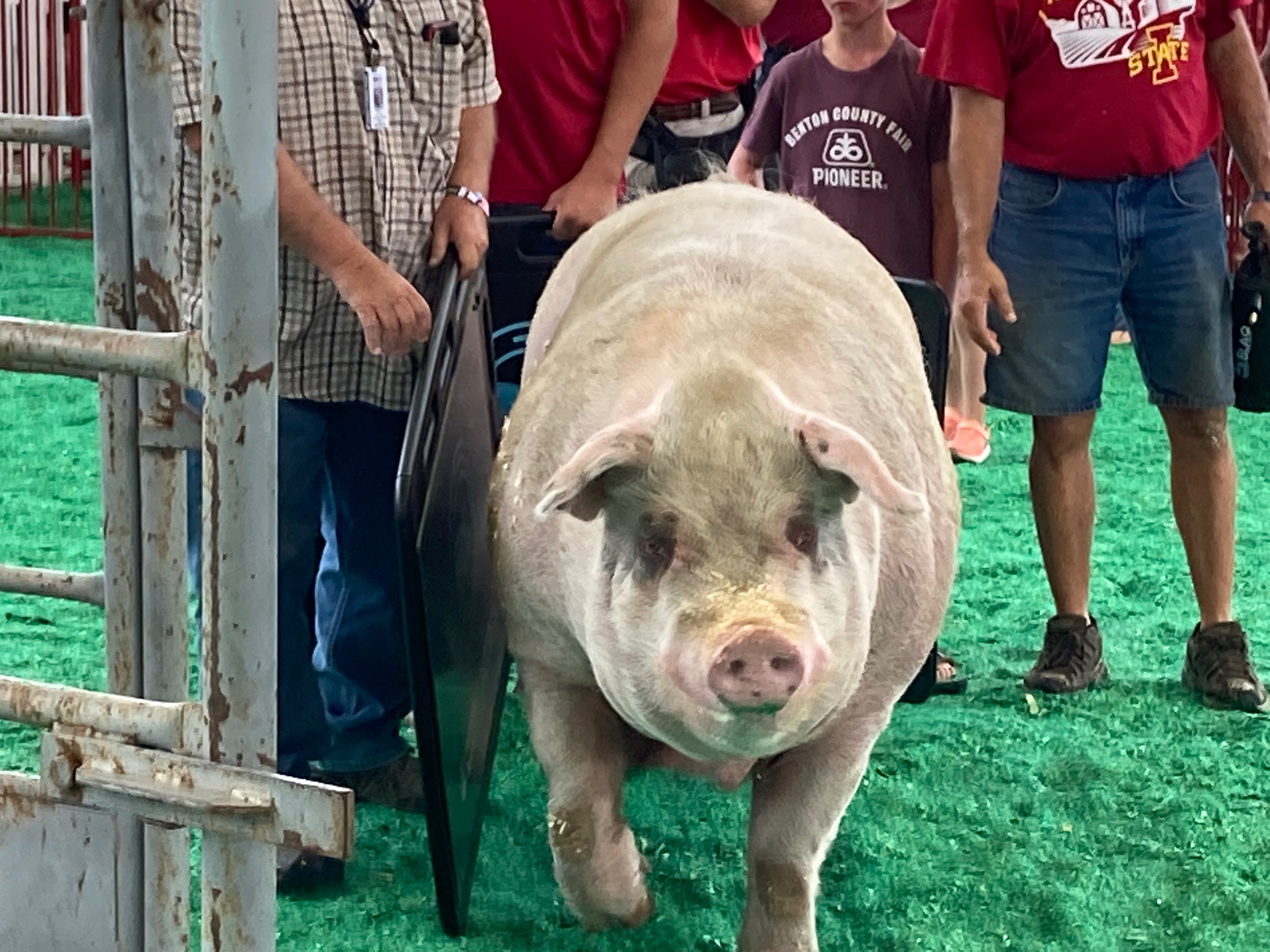 Cesmat – Iowa State Fair big boar finalist named after Valley QB